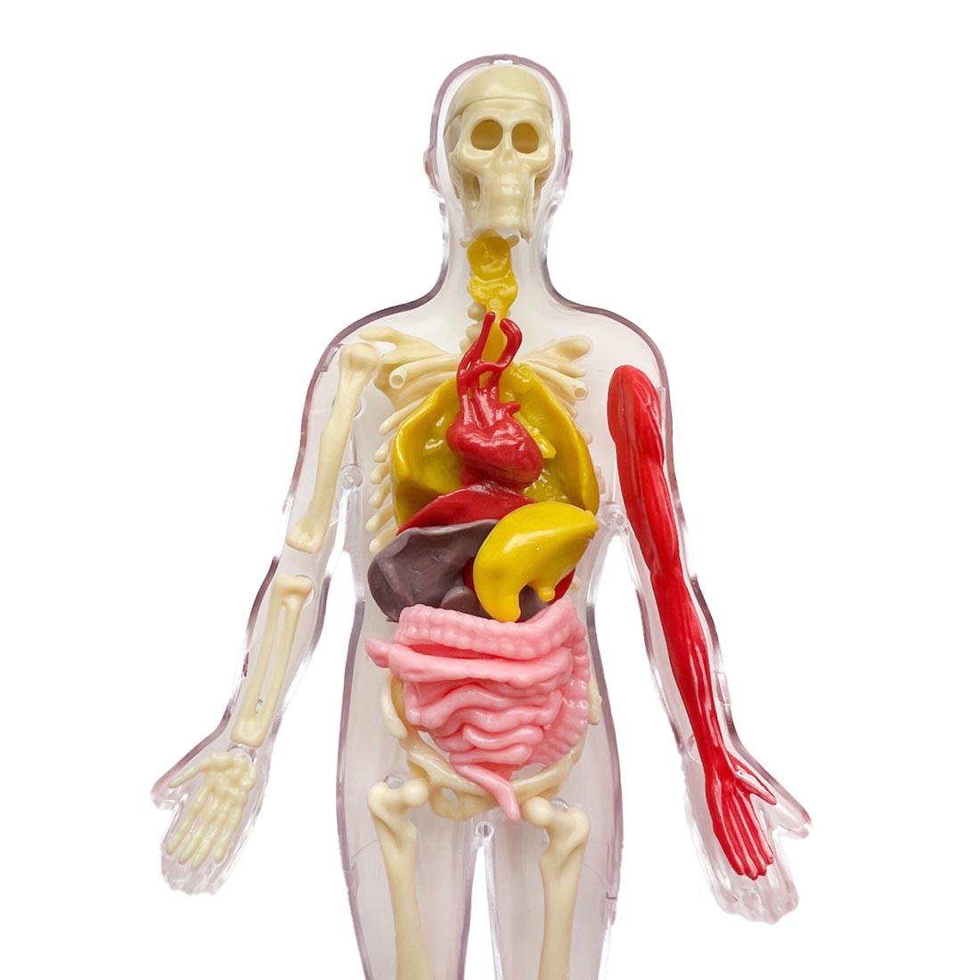 Ooze Labs Visible Human Body with Squishable Organs by Thames & Kosmos